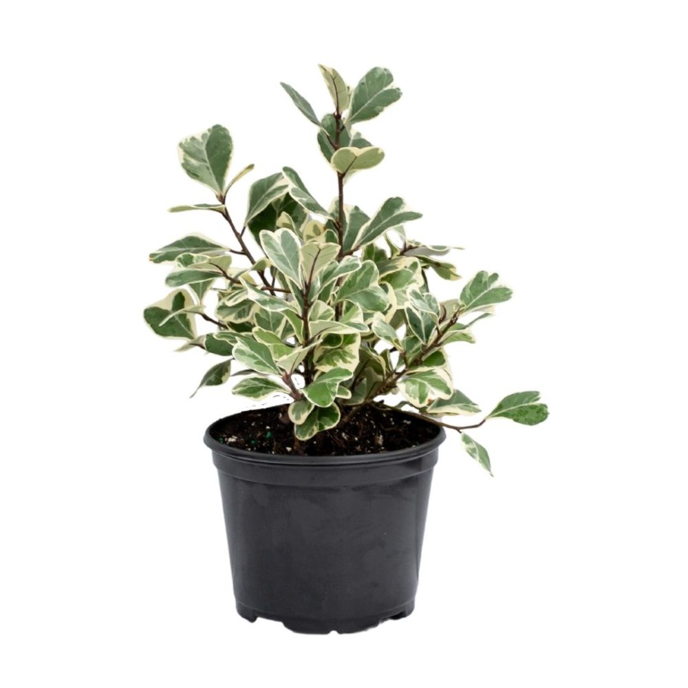6" Ficus Triangularis 'Variegata' - Vermeers Wholesale